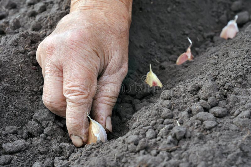 Plantation de l'ail photo stock. Image du fonds, humus - 21020012