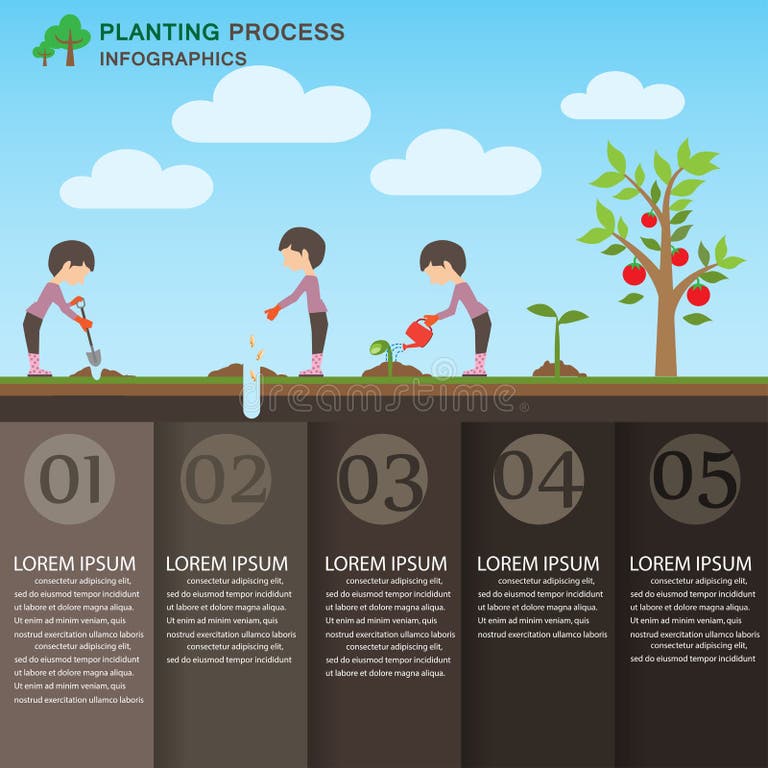 Plantation De L'infographics Illustration de Vecteur - Illustration du ...