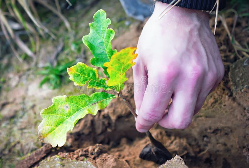 Plantation De La Jeune Plante De Chêne Image stock - Image du gland ...