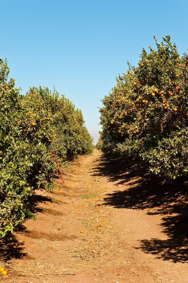 Orangerie de mandarines image stock. Image du décembre - 17962033