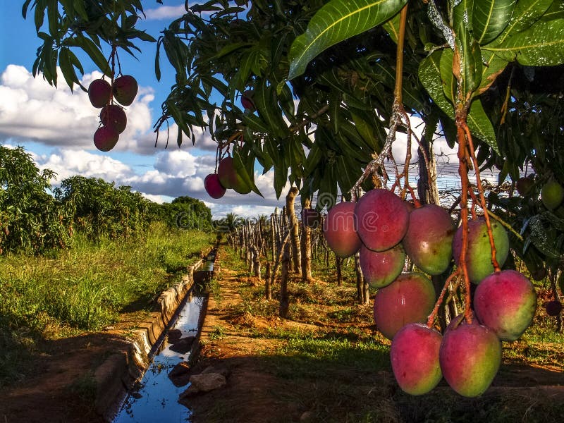 Plantation de mangue image stock. Image of verger, organique - 99725777