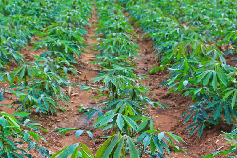 Plantation de manioc image stock. Image du beau, univalent - 38845259