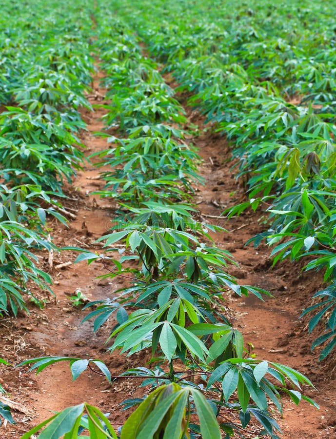 Plantation de manioc image stock. Image du beau, univalent - 38845259