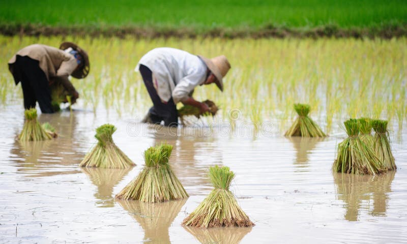 Plantation de riz image stock. Image du jasmin, moisson - 15829345