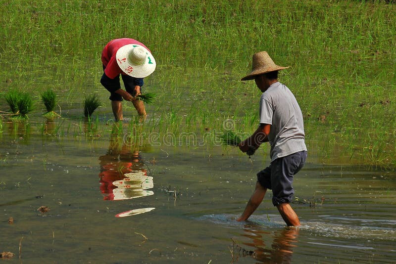 Plantation de riz image stock. Image du planteur, couples - 200231