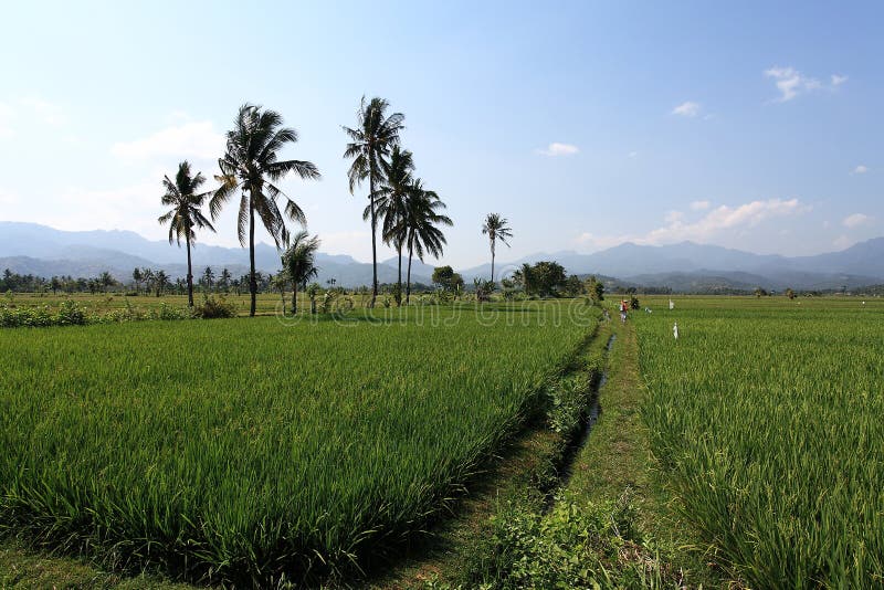 Plantation de riz image stock. Image du plantation, vacances - 21958175
