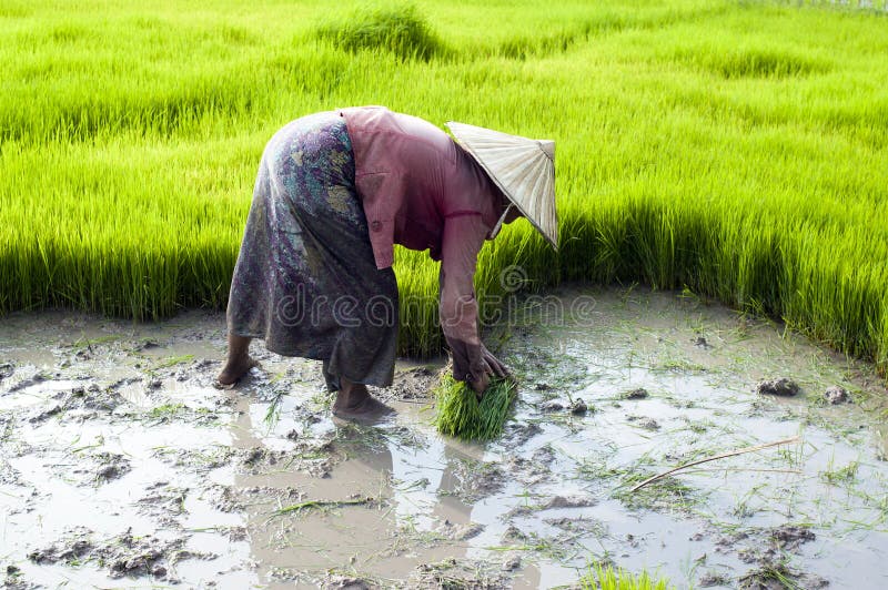 Plantation de riz au Laos photo stock éditorial. Image du course - 26634463