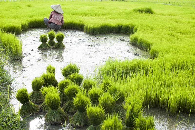 Plantation de riz au Laos photographie éditorial. Image du moisson ...