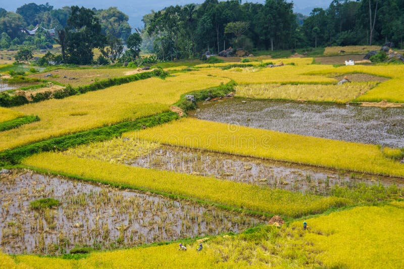 Plantation De Riz De Tanatoraja Image stock - Image of sulawesi, tana ...