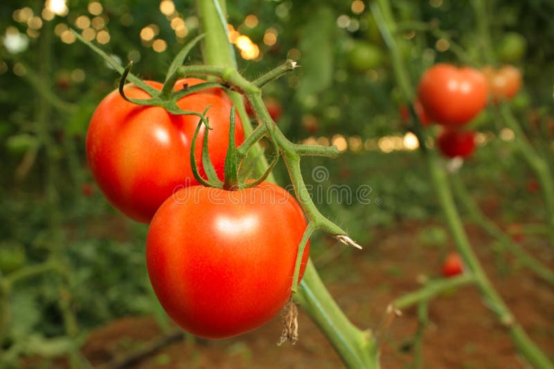 Plantation De Tomates Sur Le Terrain Image stock - Image du ...