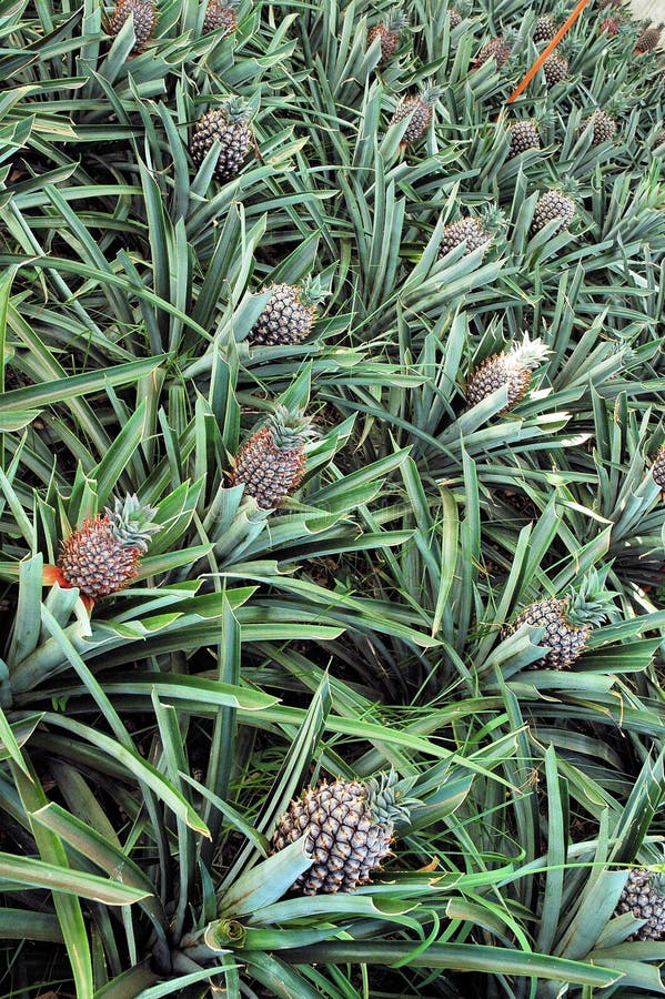 Plantation d'ananas photo stock. Image du ferme, structure - 5685684