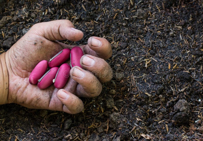 Germination De Graines De Haricot Dans Le Sol Photo stock - Image du ...