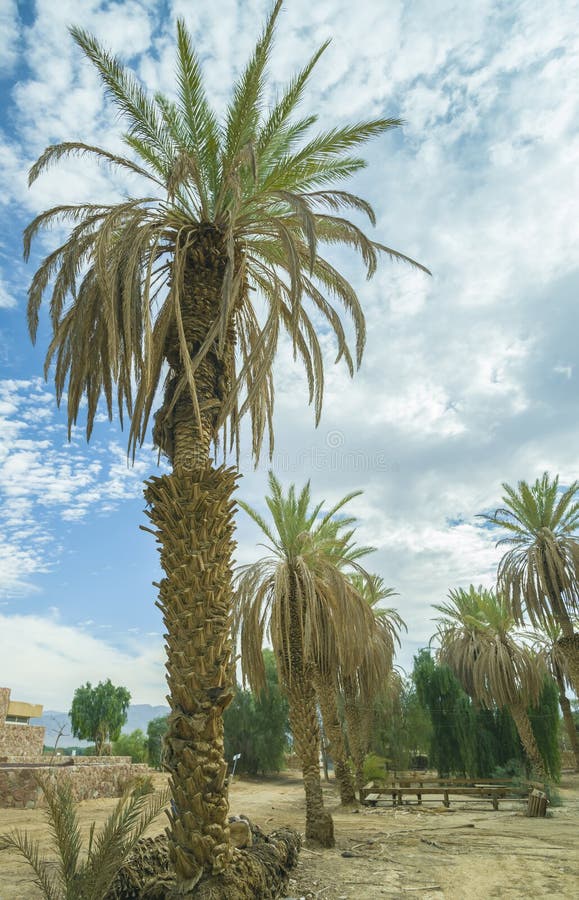Plantation Des Palmiers Dattiers Image stock - Image du intéresser ...