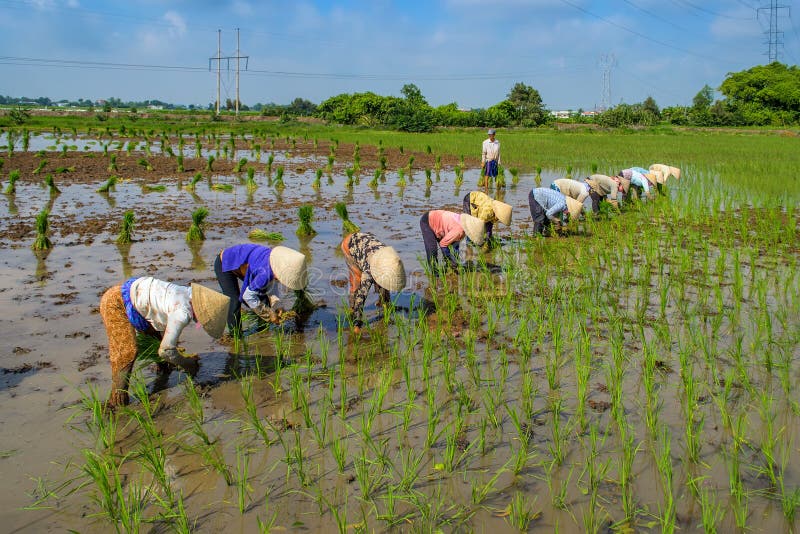 Plantation de riz image stock. Image du terrasse, planteur - 200231
