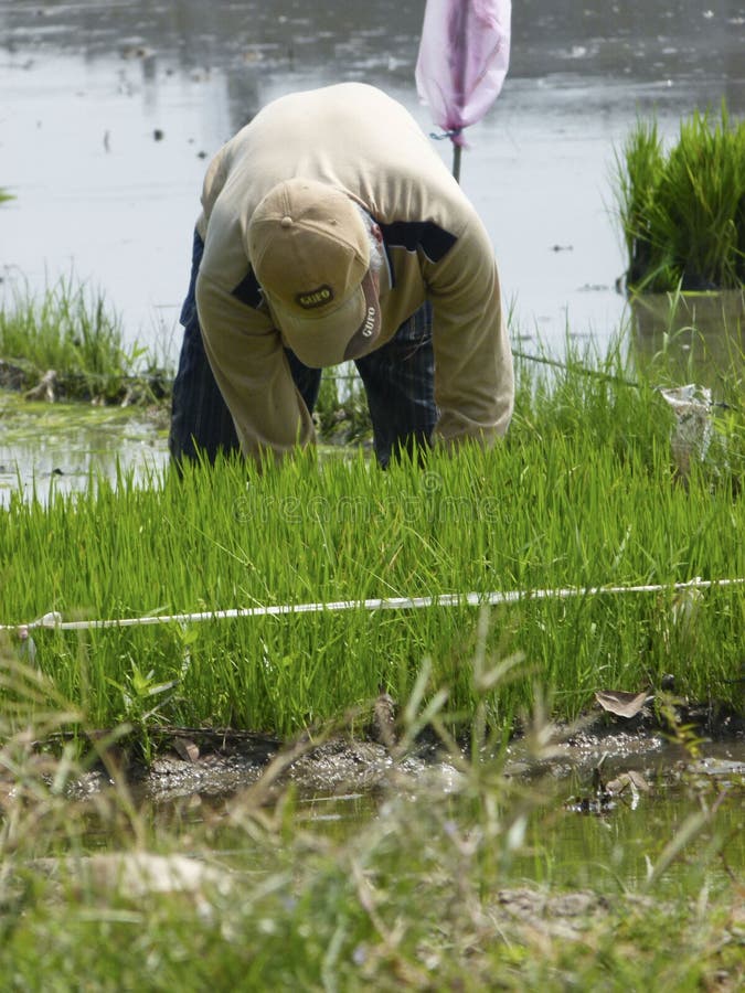 Plantation du riz image stock éditorial. Image of java - 64179069