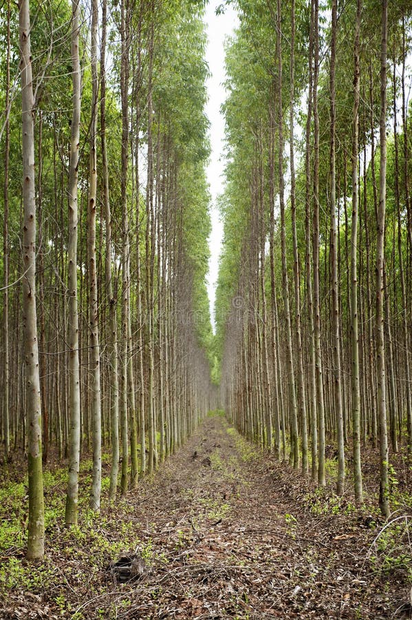 Plantation Of Eucalyptus Tree For Paper Industry Stock Image - Image of ...