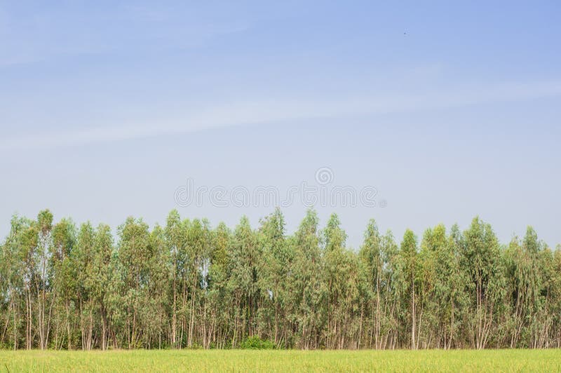 Plantation of Eucalyptus Tree for Paper Industry Stock Image - Image of ...