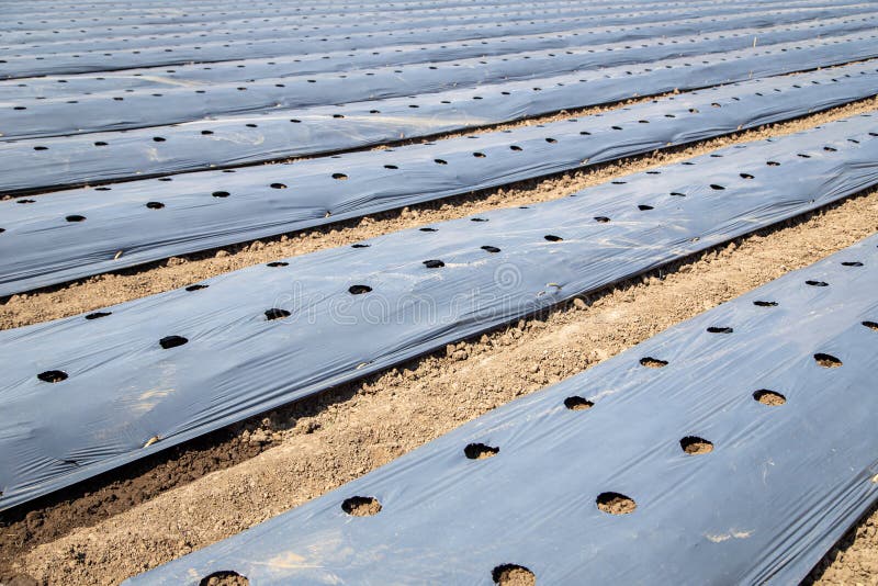 Plantation Field Covering with Gray Plastic Stock Image - Image of ...