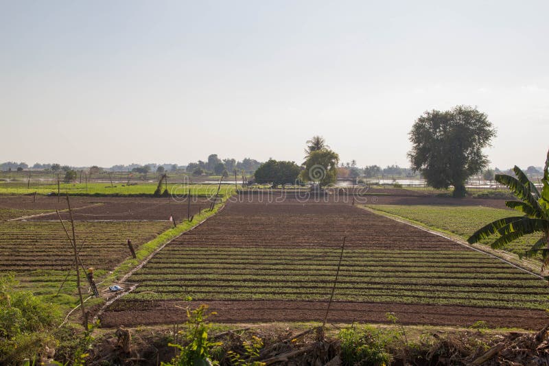 Vegetable plantation field stock photo. Image of vegetable - 129004392