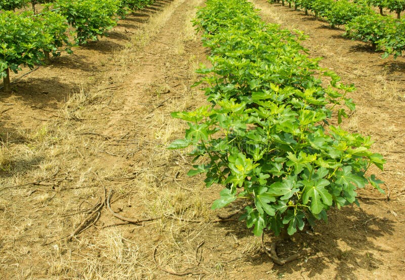 Plantation of Fig Trees stock image. Image of landscape - 58990057