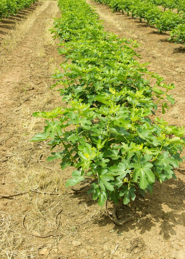 Plantation of Fig Trees stock image. Image of industry - 58990191