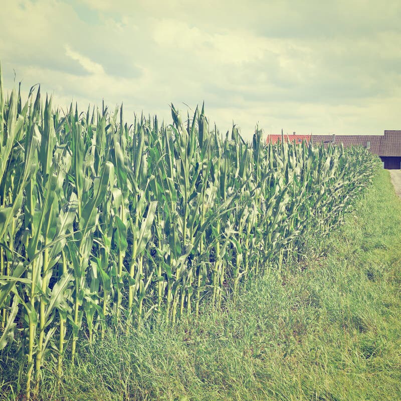 Fodder Corn stock photo. Image of farm, ground, countryside - 20566450