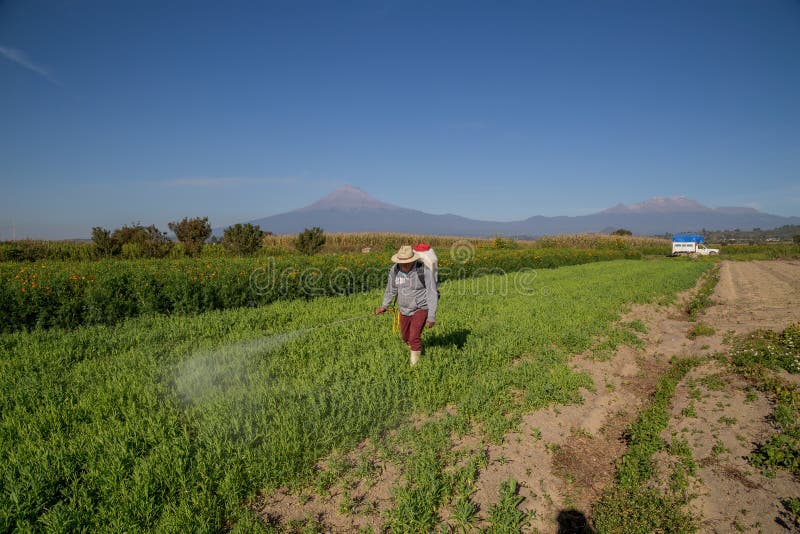 Plantation Fumigation Gypsophila Paniculata Stock Image - Image of ...