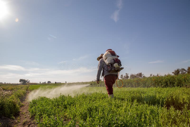 Plantation Fumigation Gypsophila Paniculata Stock Image - Image of ...