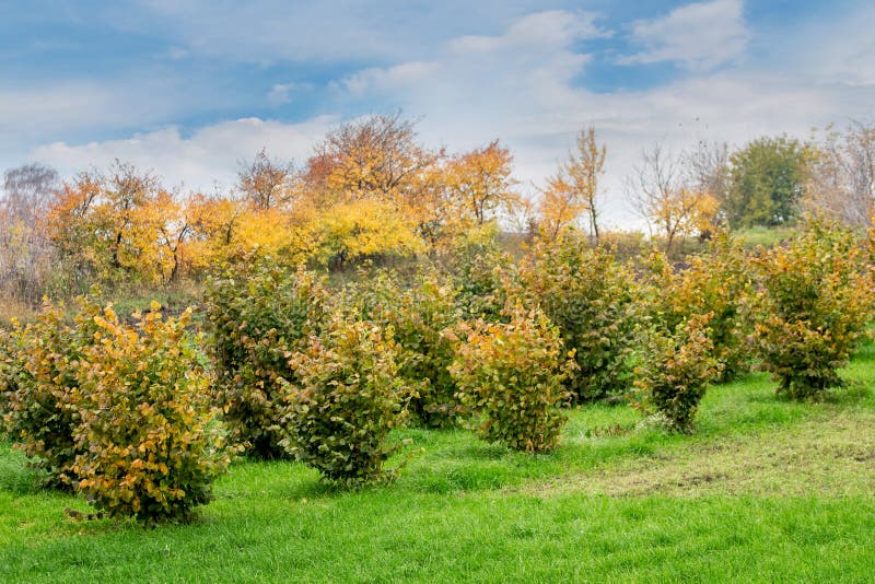 A Plantation with Hazel Bushes in the Fall. Hazel Bushes Covered with ...