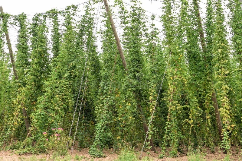 Plantation of hops stock photo. Image of germany, beautiful - 122014486
