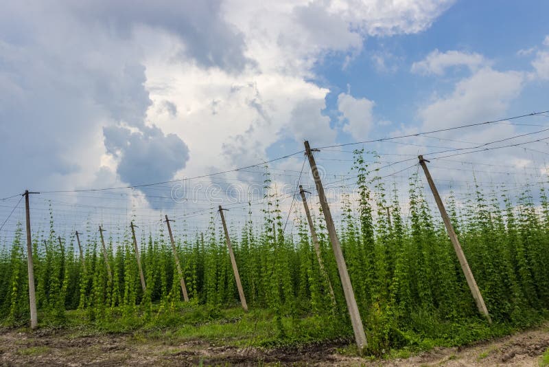 Plantation of hops stock image. Image of pillar, products - 53002011