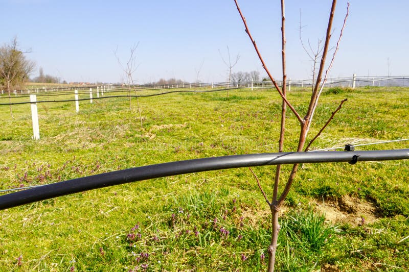 Plantation with Irrigation System between Fruit Trees. Stock Image ...