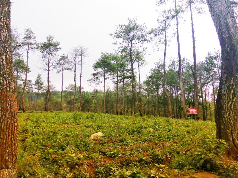 Plantation Land in the Middle of the Forest Stock Photo - Image of ...