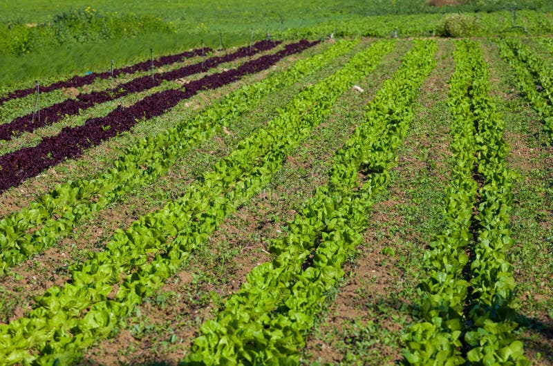 Plantation of Lettuce stock image. Image of leaves, countryside - 104847553