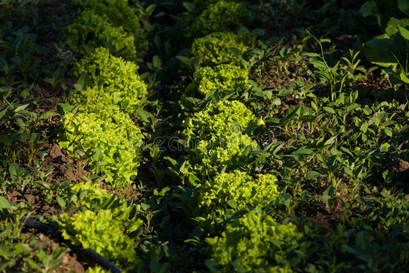 Plantation of Lettuce stock image. Image of culture - 104847647
