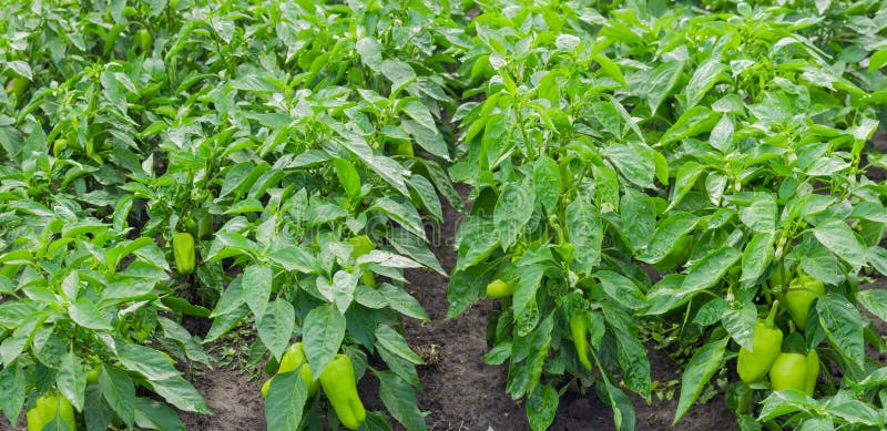 Plantation of the Maturing Bell Peppers after Rain Stock Photo - Image ...