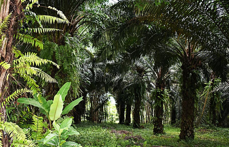 The plantation stock photo. Image of plantation, breeds - 126456750