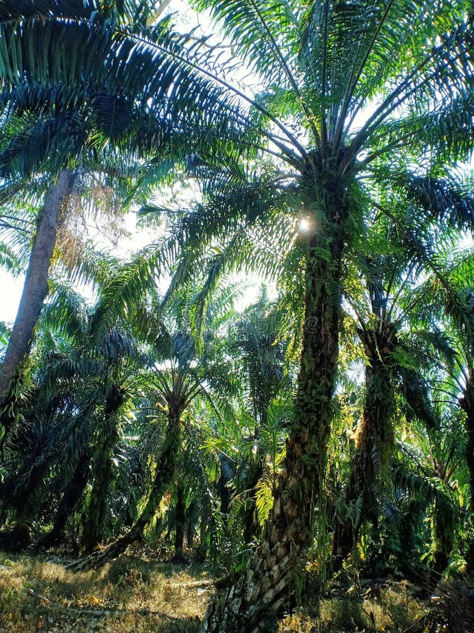 Plantation of Oil Palm Fruit Trees in Mamuju District Stock Image ...