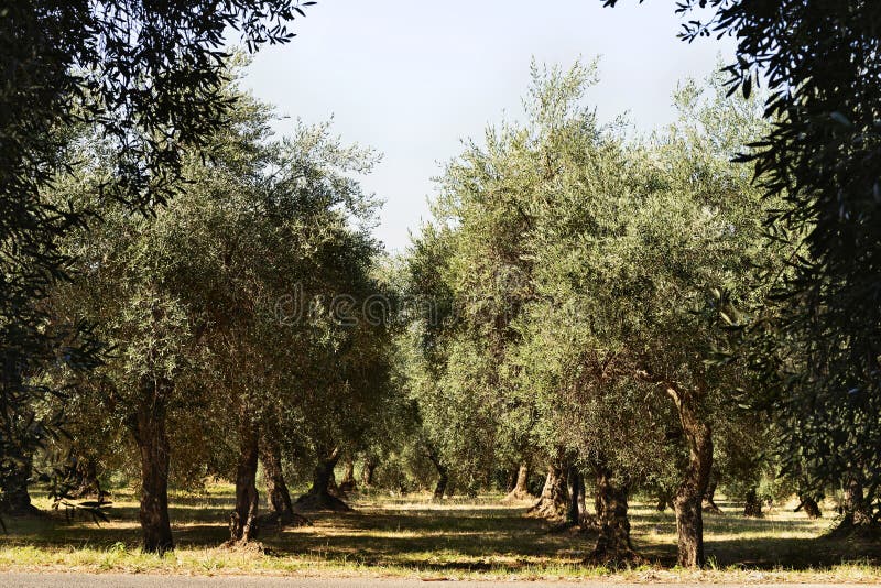 Cultivation of olive trees stock image. Image of season - 230012017