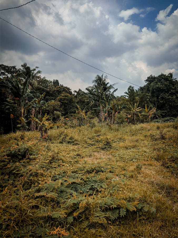Plantation Outside the City Stock Photo - Image of leaf, nature: 263072948