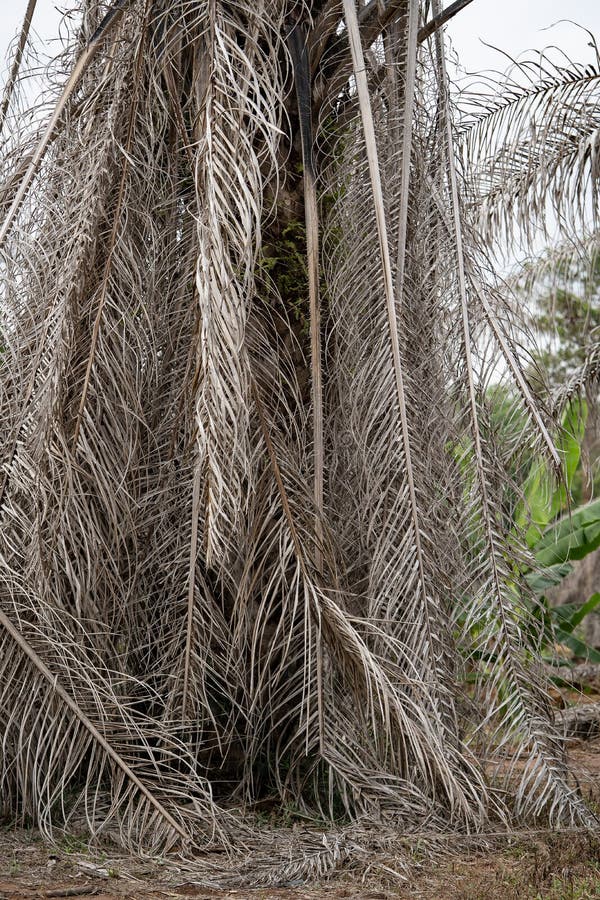 Plantation of Palm Oil Tree Stock Image - Image of outdoor, stem: 143834427