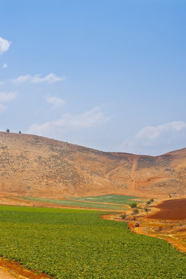 Plantation of Pumpkin stock photo. Image of farm, boulder - 23437906