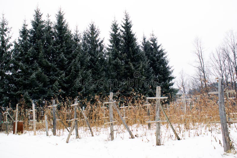 Raspberries in the Garden on the Branches of a Bush. Stock Photo ...