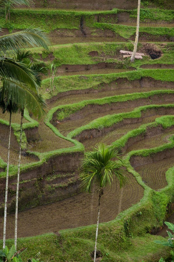 Plantation of Rice Terraces Stock Photo - Image of outdoor, indonesia ...