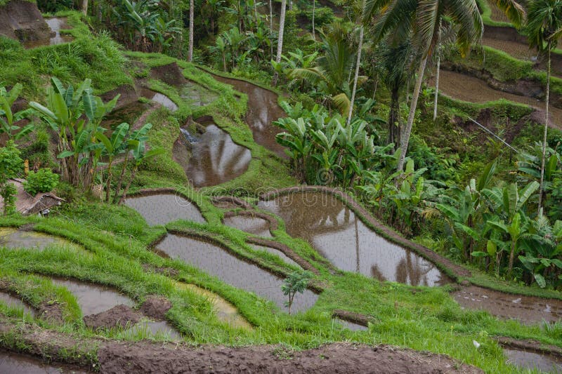 Plantation of Rice Terraces with Palms Stock Image - Image of trees ...