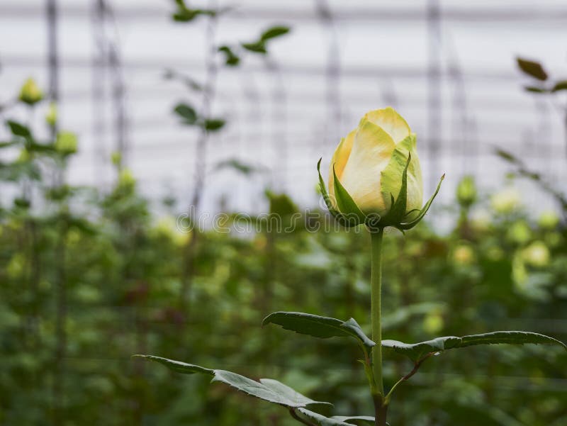 Plantation Roses Growing Inside in a Greenhouse Stock Photo - Image of ...