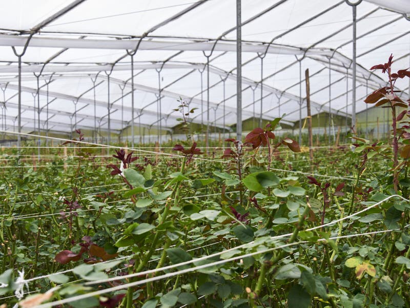 Plantation Roses Growing Inside in a Greenhouse Stock Photo - Image of ...
