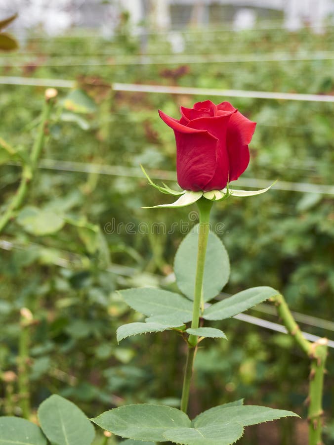 Plantation Roses Growing Inside in a Greenhouse Stock Photo - Image of ...