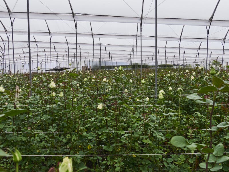 Plantation Roses Growing Inside in a Greenhouse Stock Image - Image of ...