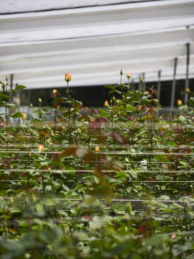 Plantation Roses Growing Inside in a Greenhouse Stock Image - Image of ...